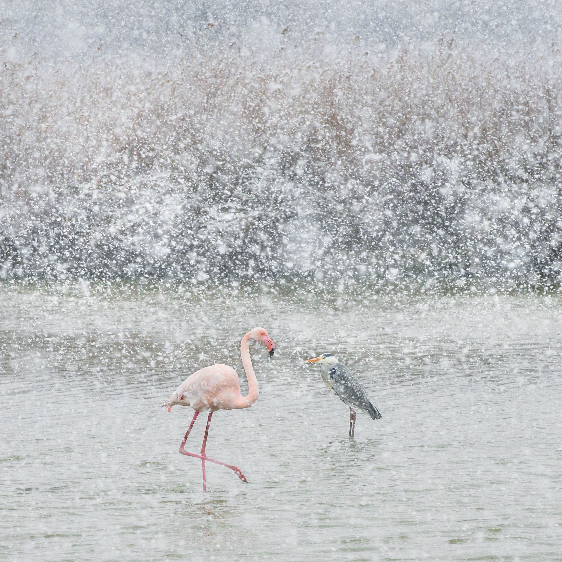Exposition De la Camargue au grand Nord
